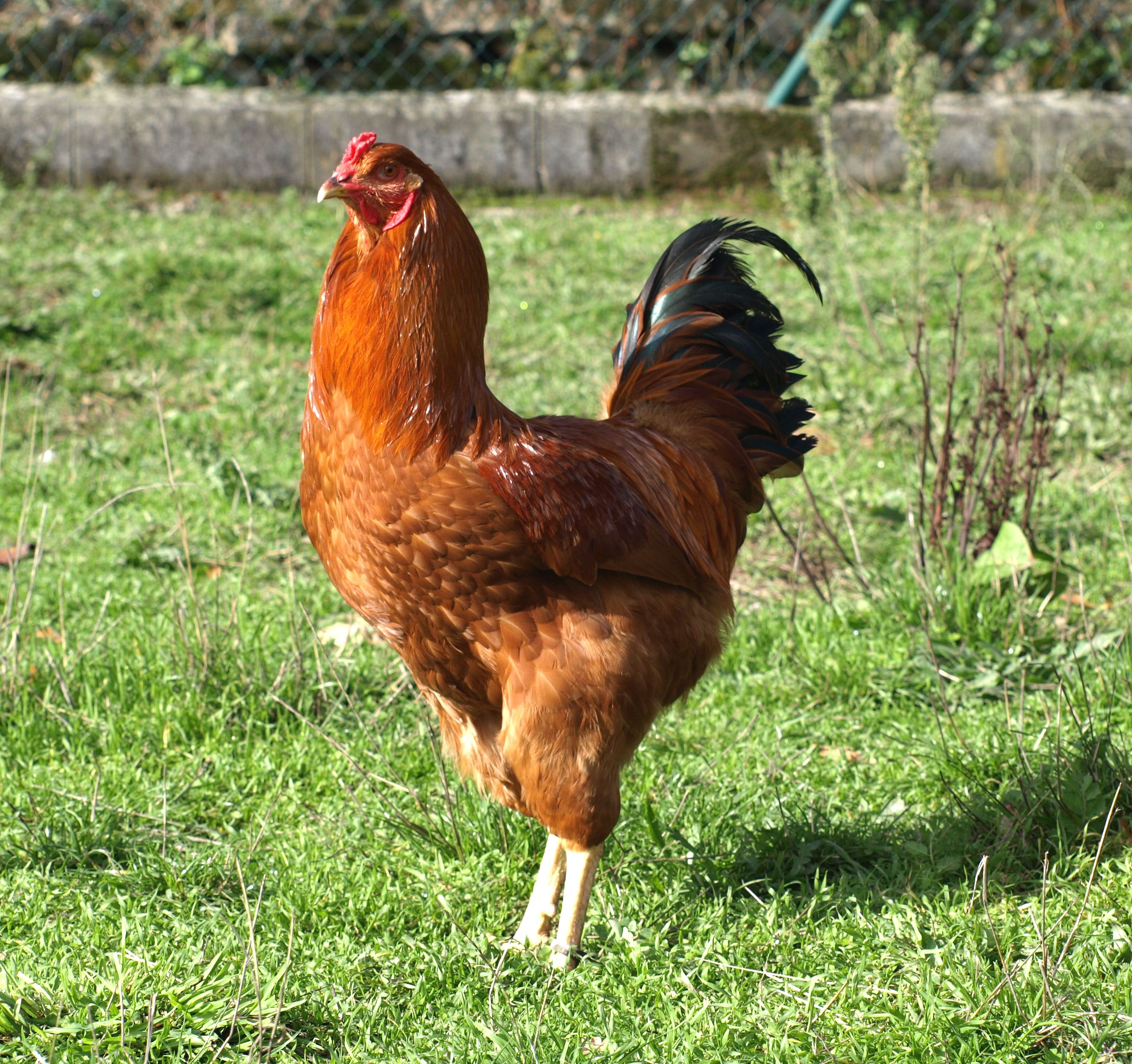 Raza aviar GALIÑA DE MOS